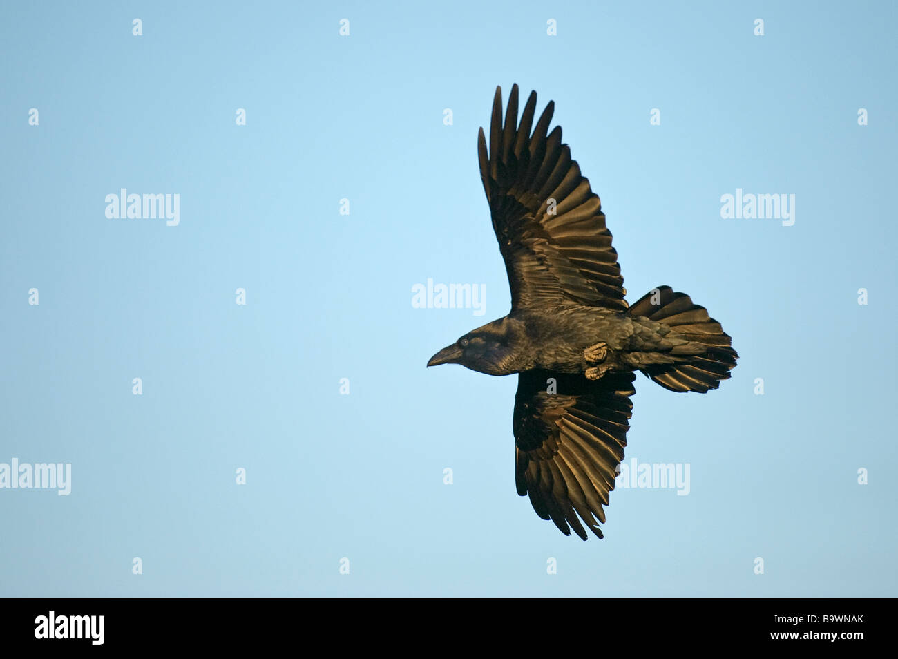 Raven hi-res stock photography and images - Alamy