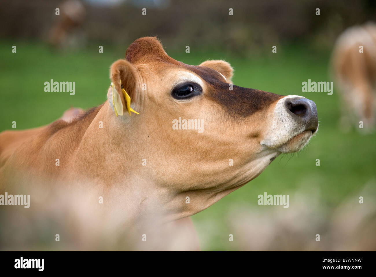 Dairy Cow Looking Over A Hedge Stock Photo - Alamy