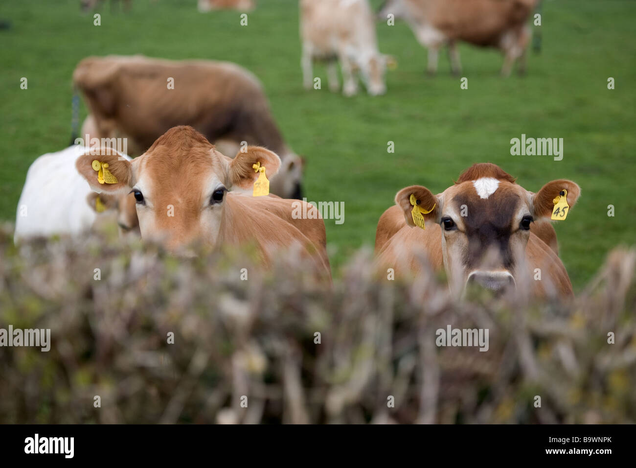 Cows looking over a hedge hi-res stock photography and images - Alamy