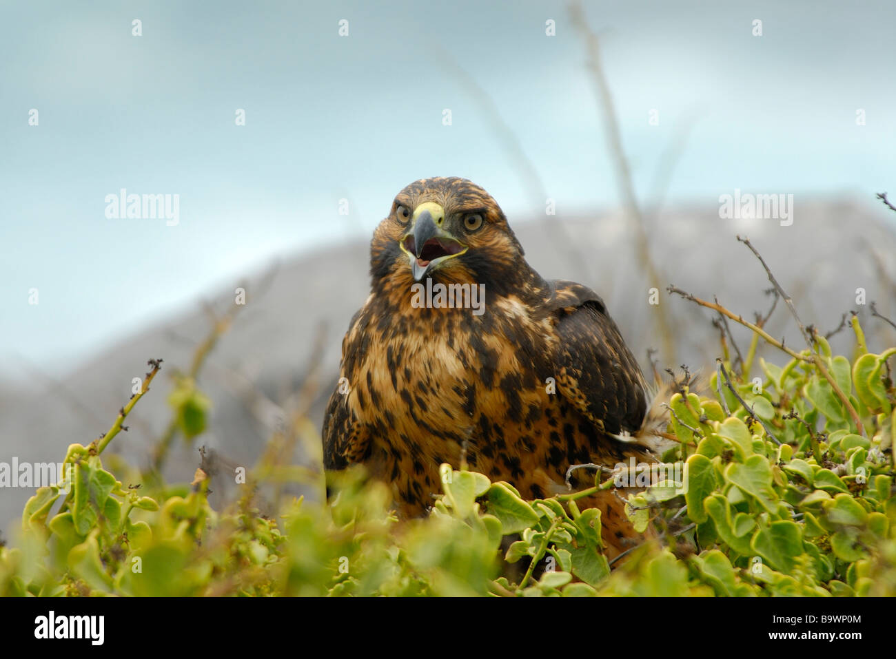 Galapagos hawk hi-res stock photography and images - Alamy