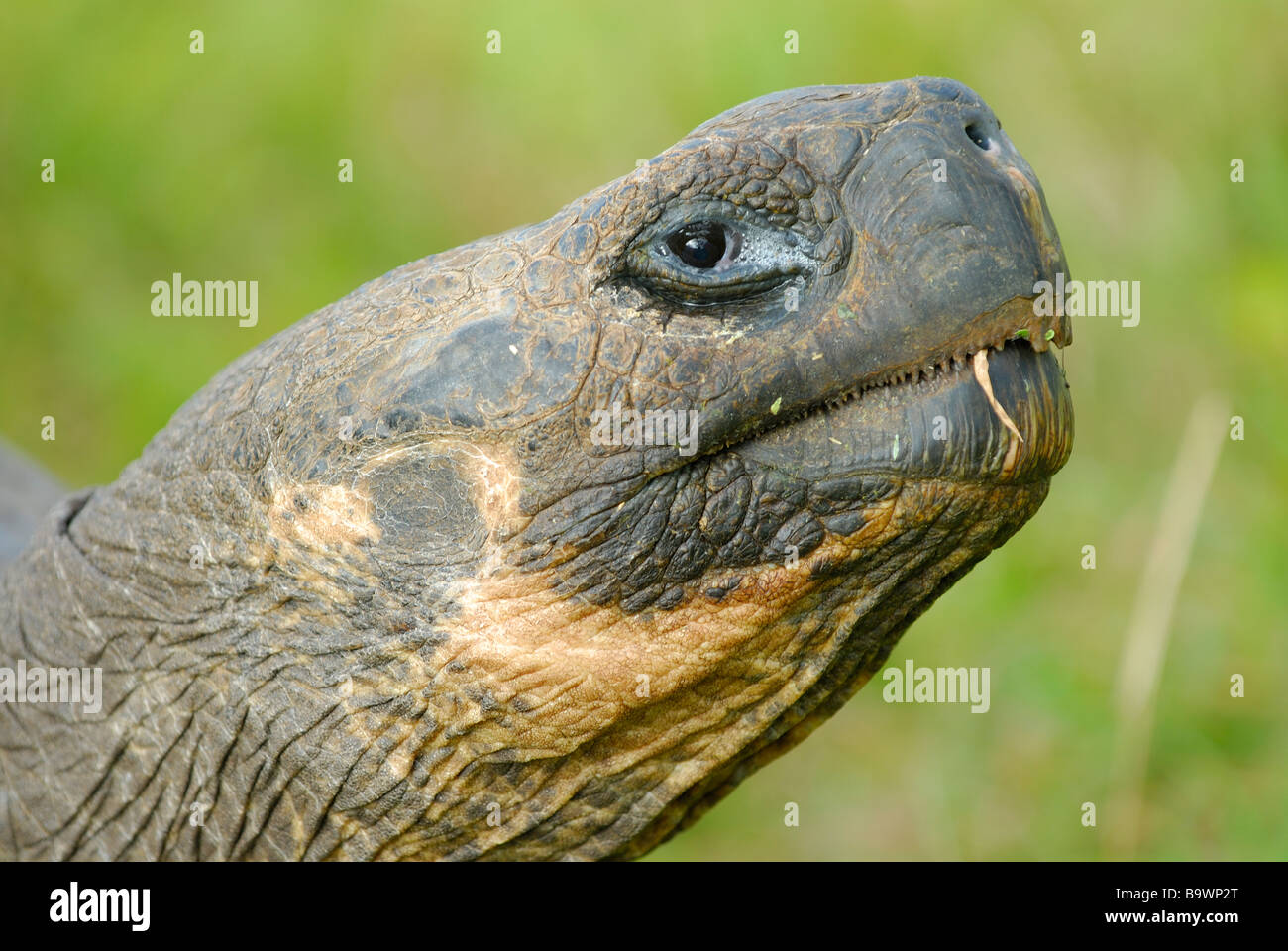 Giant Tortoise of the Galapagos Stock Photo - Alamy