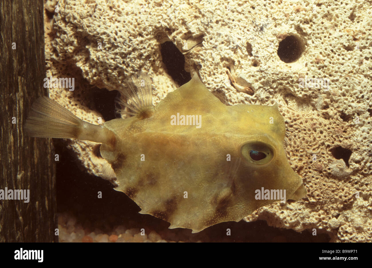 Ostraciidae hi-res stock photography and images - Alamy