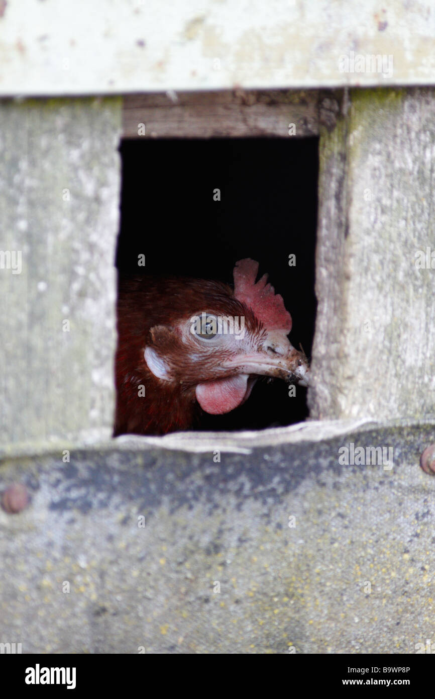 Hen hole hi-res stock photography and images - Alamy