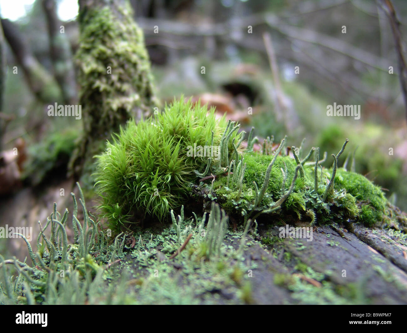 tree, moss, forest, old tree Stock Photo - Alamy