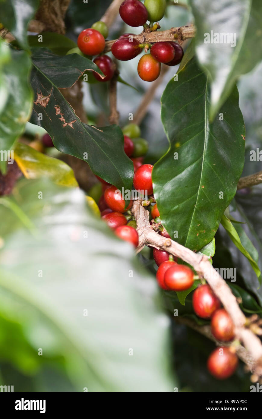 Ripe coffee beans on the vine in Escazu, Costa Rica Stock Photo - Alamy
