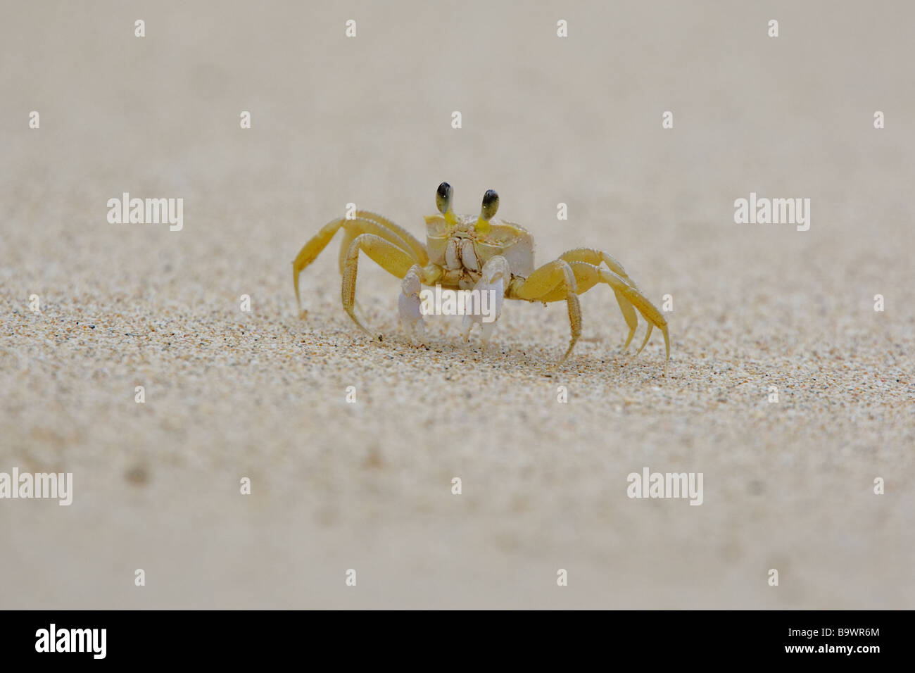 Sand Crab on beach in Barbados, Caribbean Stock Photo - Alamy