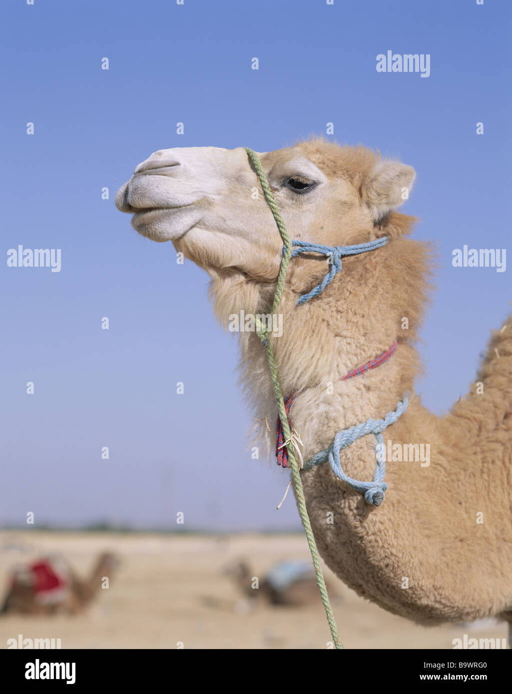 Camel halters hi-res stock photography and images - Alamy