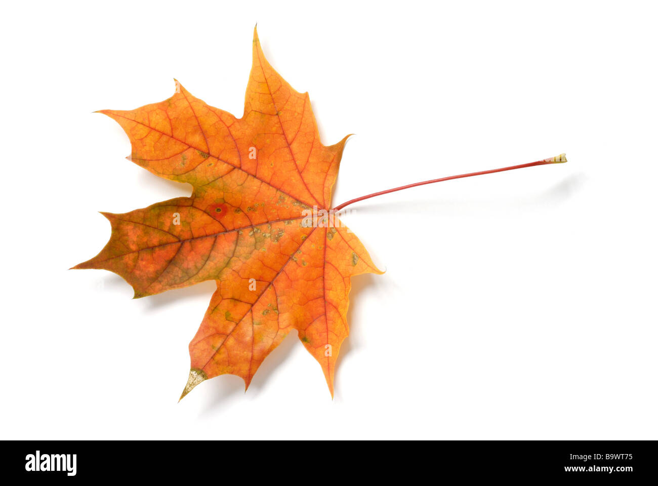 Orange fall leaf Cut Out Stock Images & Pictures - Alamy
