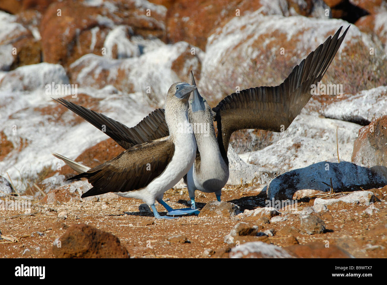 A pair of blue footed boobies doing their ritual mating dance Stock ...