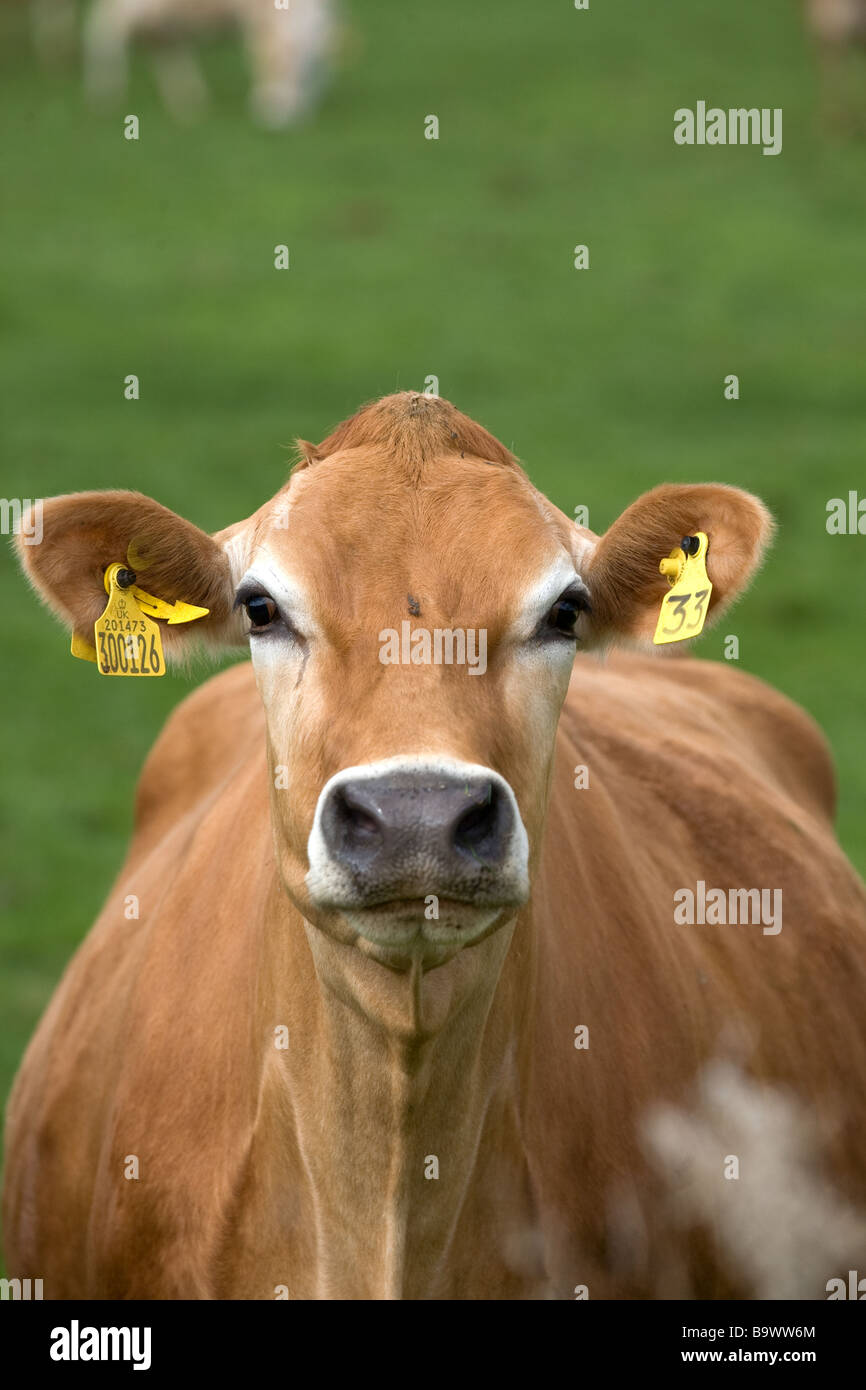 Cows looking over a hedge hi-res stock photography and images - Alamy