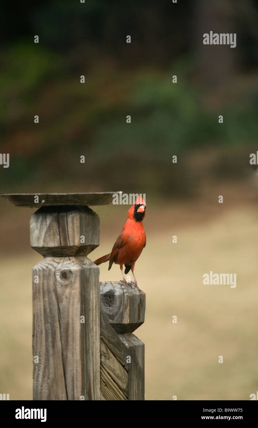 Northern Cardinal,inquisitive bird,curious bird,Re Bird Stock Photo - Alamy