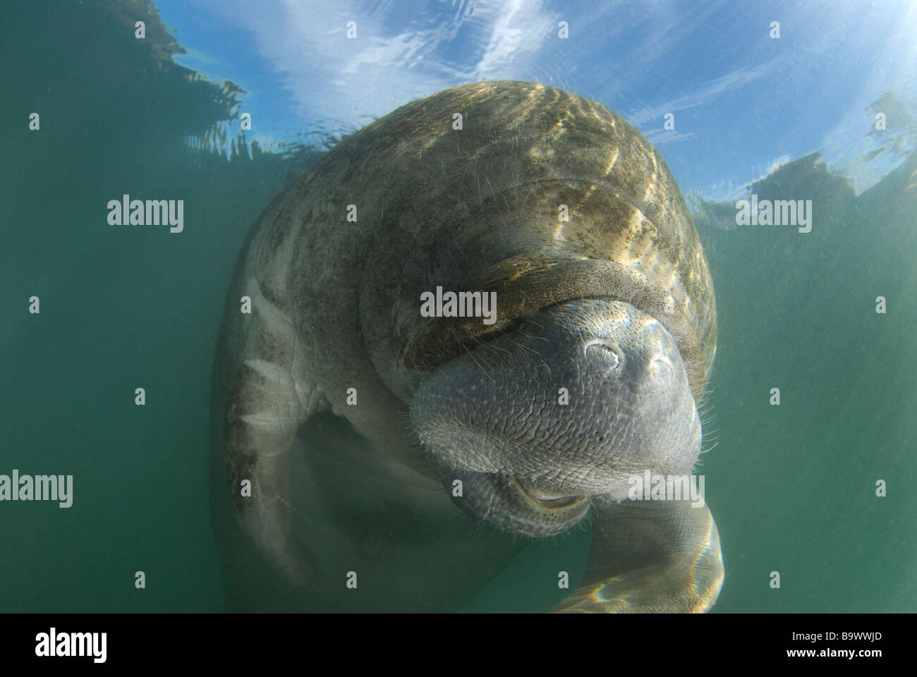 Endangered florida manatee hi-res stock photography and images - Alamy