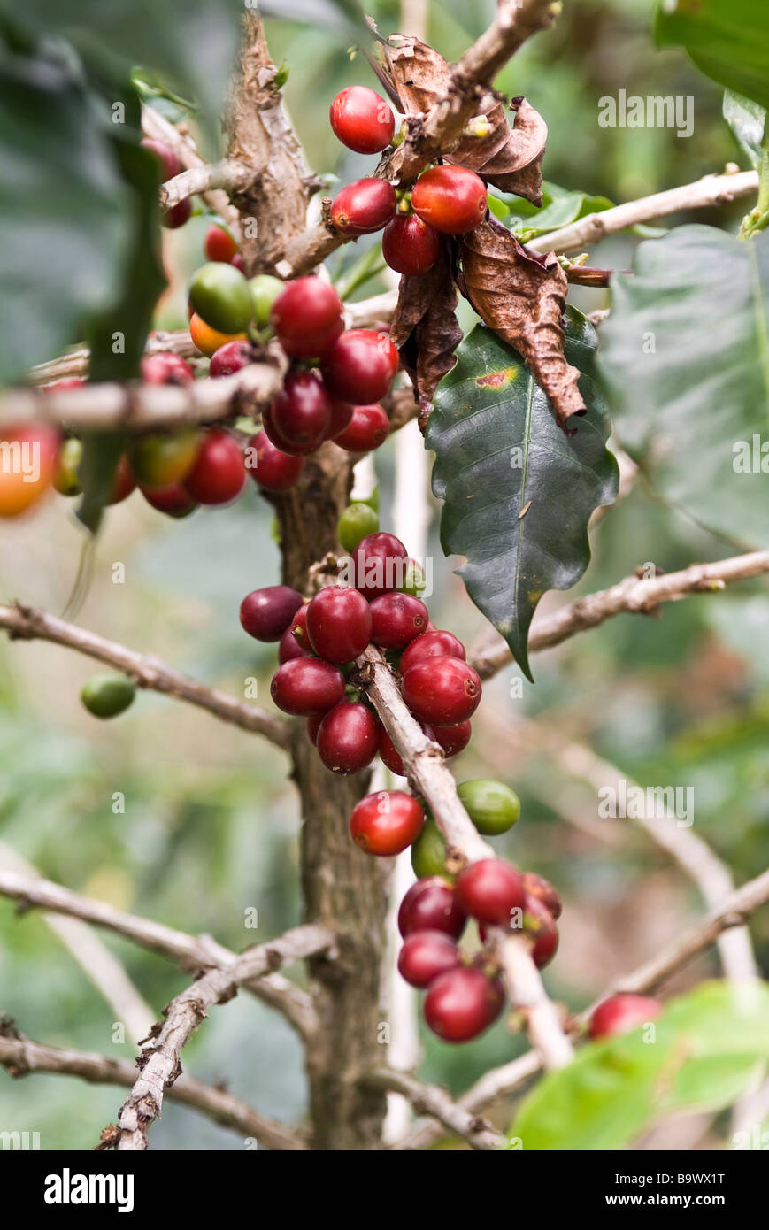 Costa rica coffee production hi-res stock photography and images - Alamy