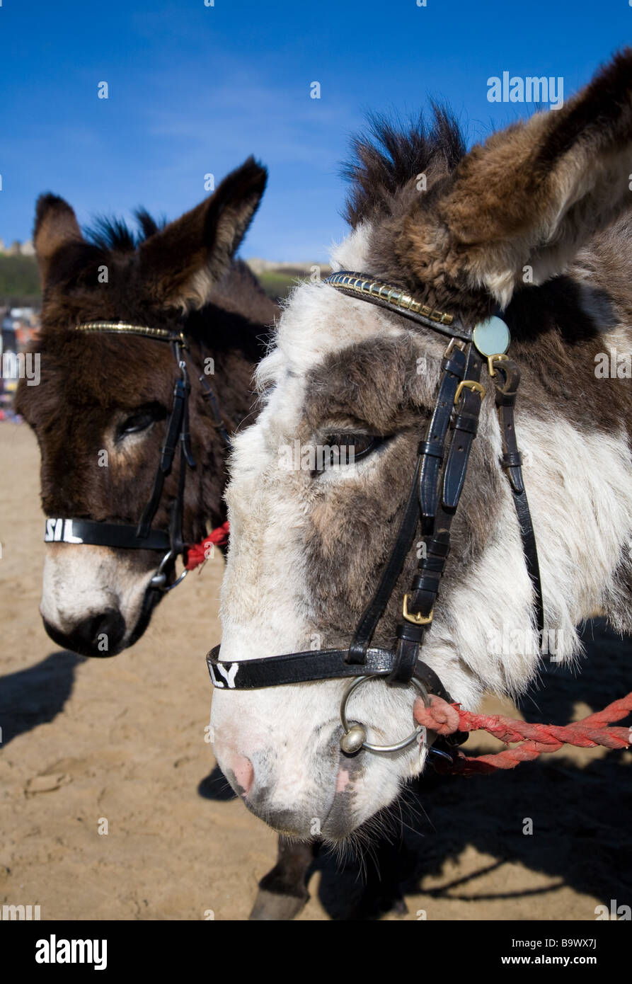 Regular donkey rides hi-res stock photography and images - Alamy