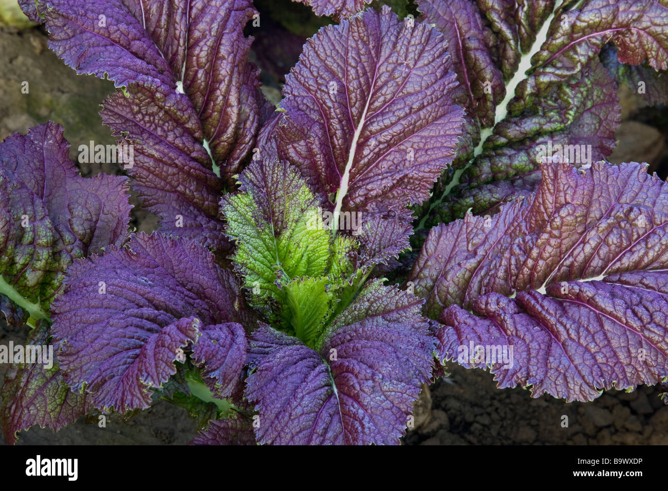 Purple mustard hi-res stock photography and images - Alamy