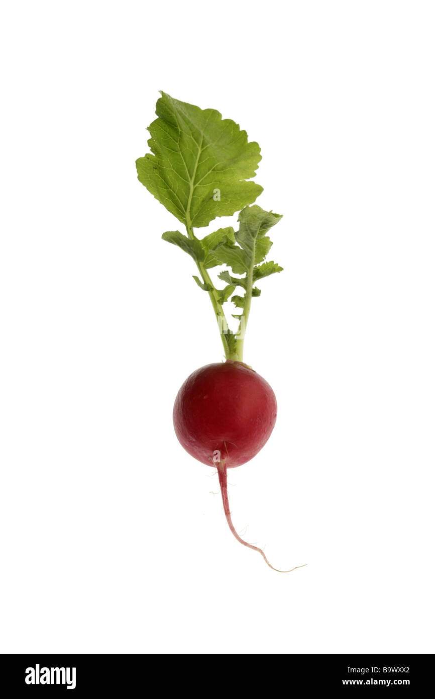 Radicula hi-res stock photography and images - Alamy