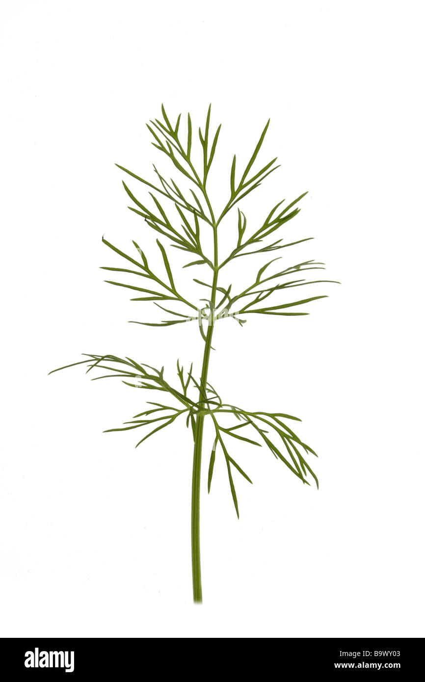 Real dill hi-res stock photography and images - Alamy