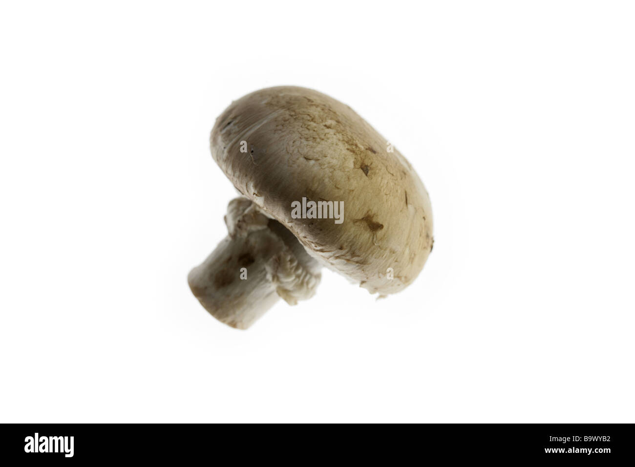Champignon species hi-res stock photography and images - Alamy