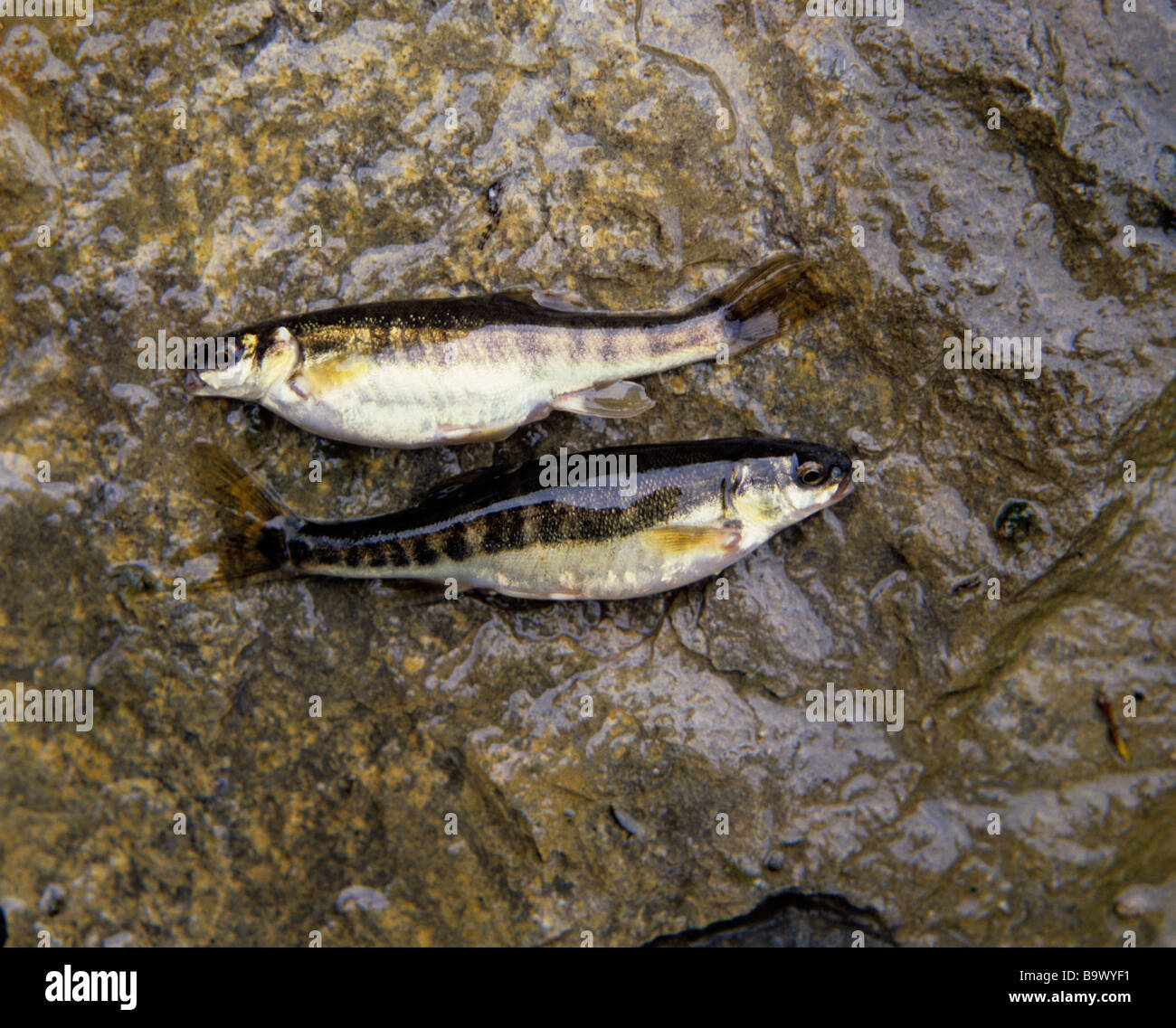 Minnows - Phoxinus phoxinus Stock Photo - Alamy