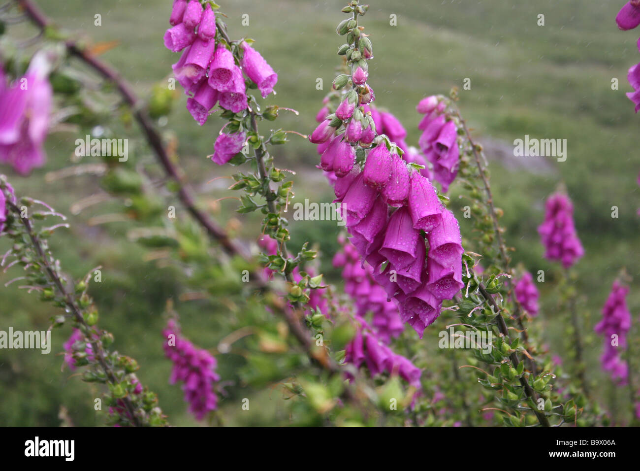 Wild flowers scotland hi-res stock photography and images - Alamy