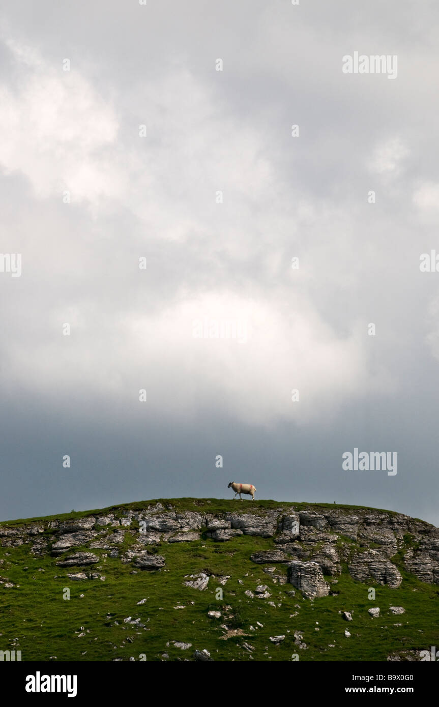 A solitary sheep on limestone above the Dales Way footpath, Yorkshire ...