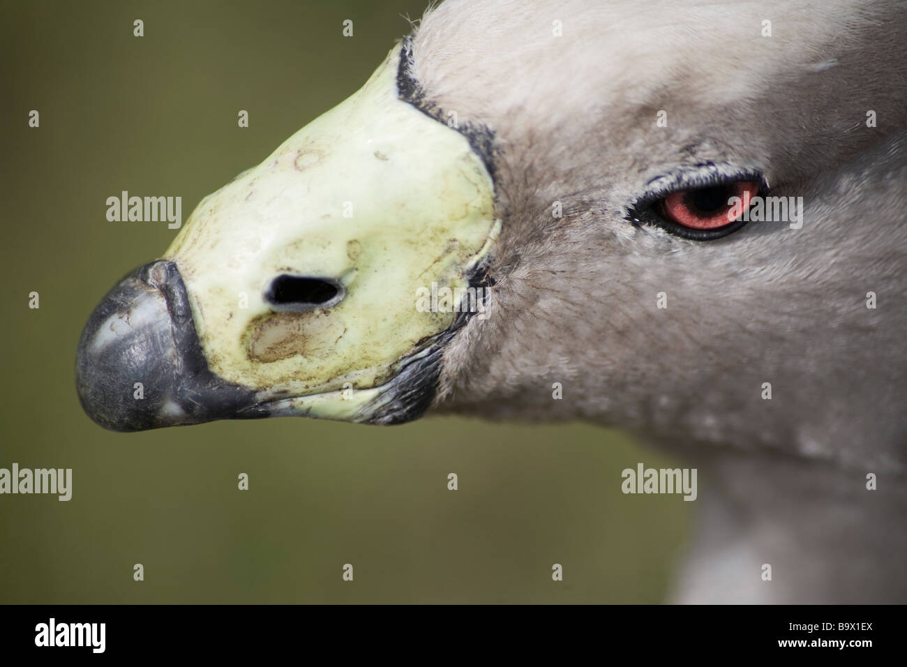 Martin goose hi-res stock photography and images - Alamy