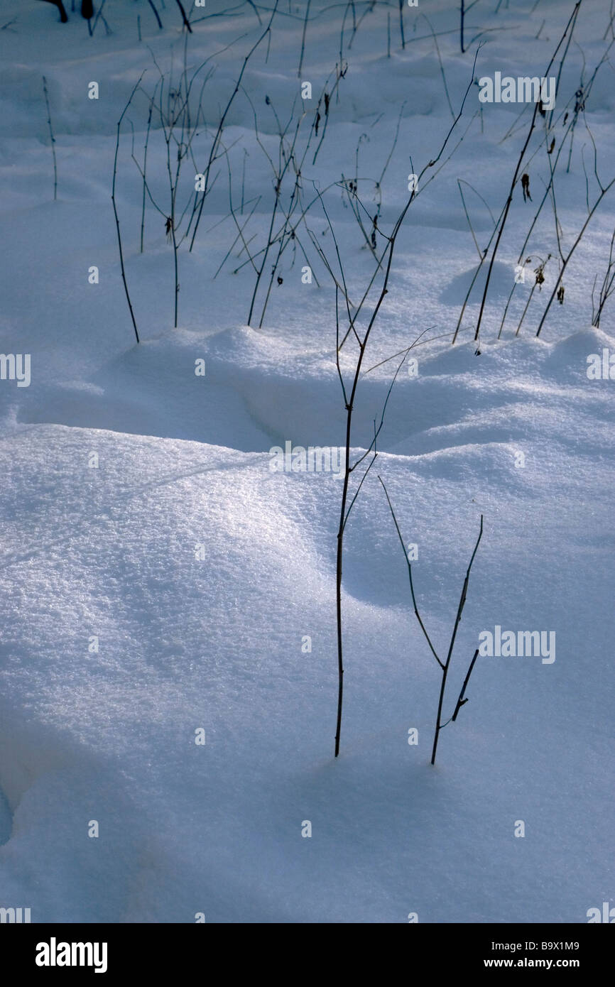 Snow Scene - Beautiful play of Light on Fresh Snow Stock Photo - Alamy
