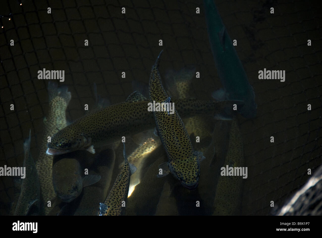 fish in water Stock Photo - Alamy