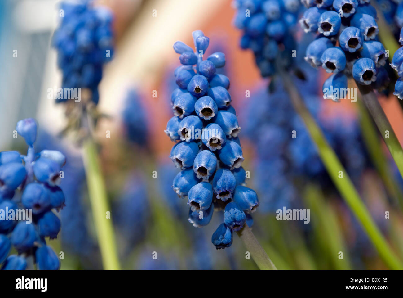 Blue Flowers - Romanticism - love and desire Stock Photo - Alamy