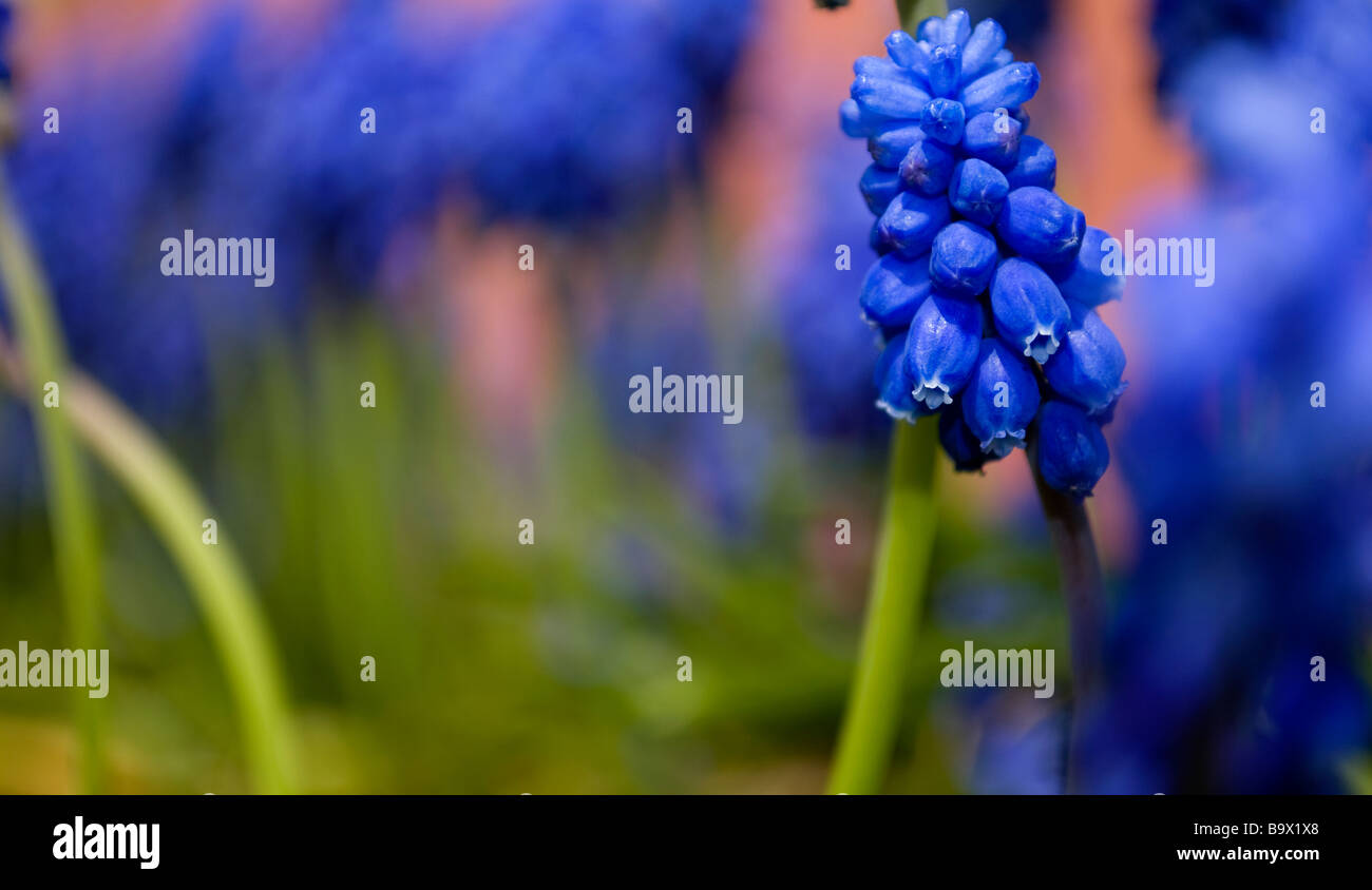 Blue Flowers - Romanticism - love and desire Stock Photo - Alamy