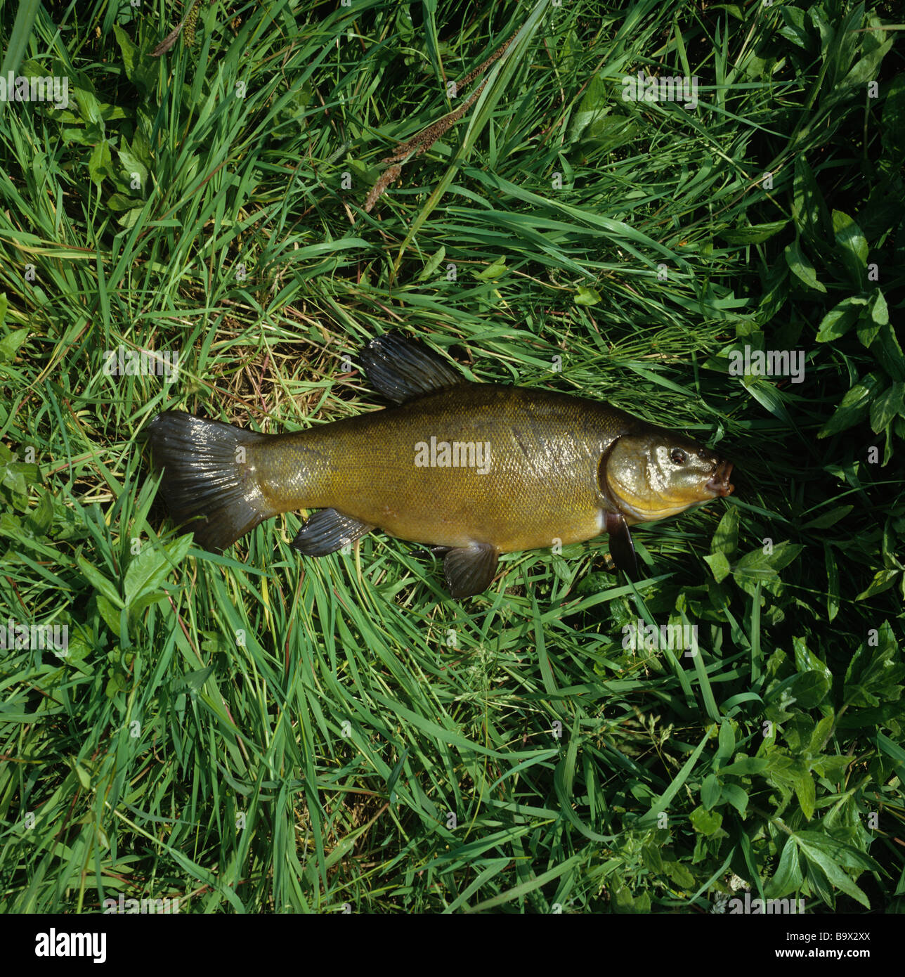 Tench (Tinca tinca) female Stock Photo - Alamy