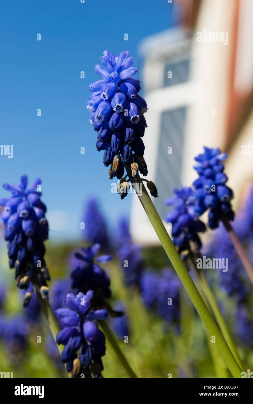 Blue Flowers - Romanticism - love and desire Stock Photo - Alamy