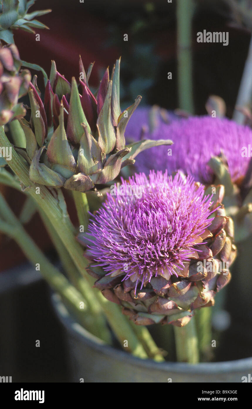 Kind of thistle hi-res stock photography and images - Alamy