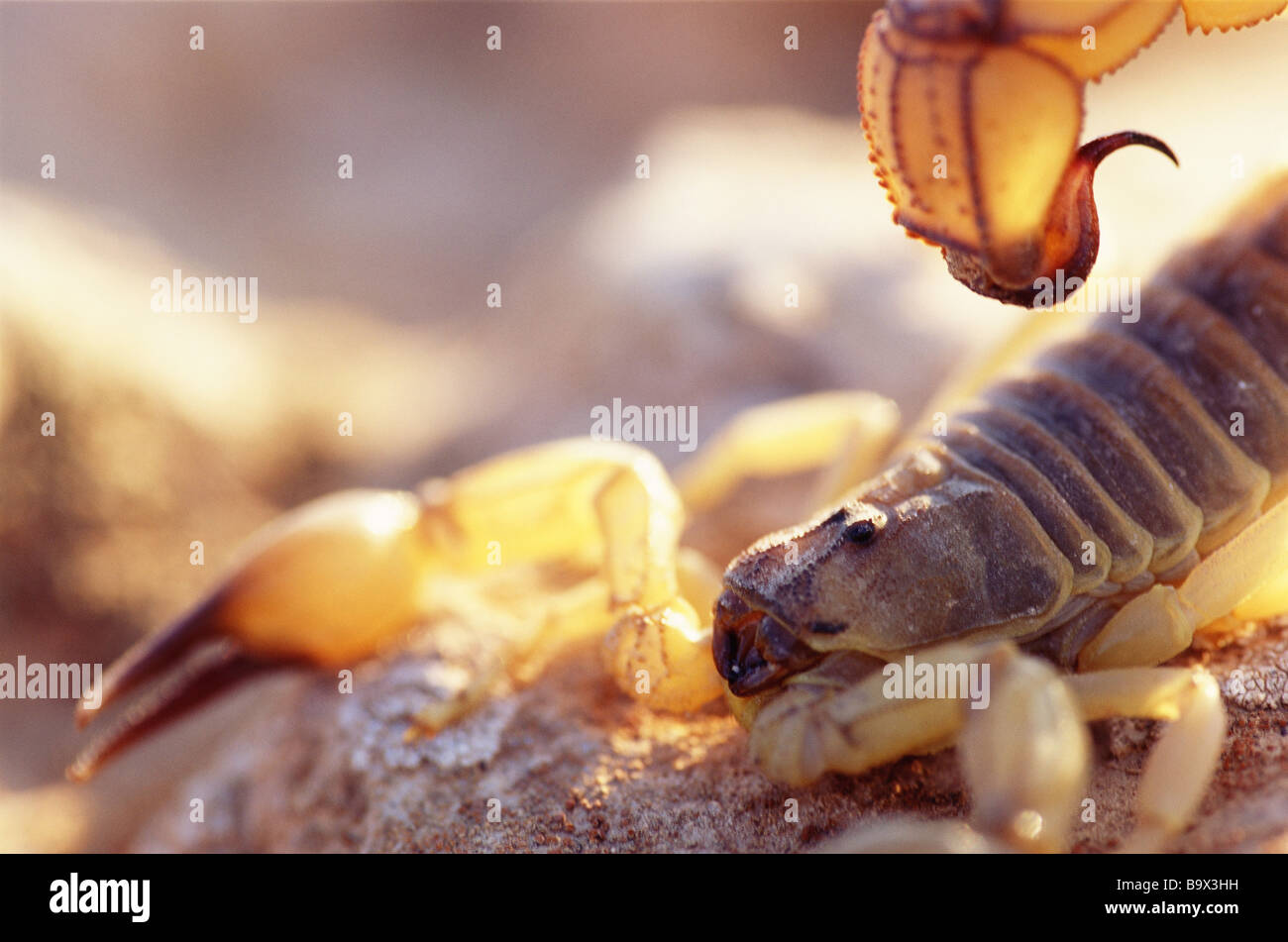 Androctonus hi-res stock photography and images - Alamy