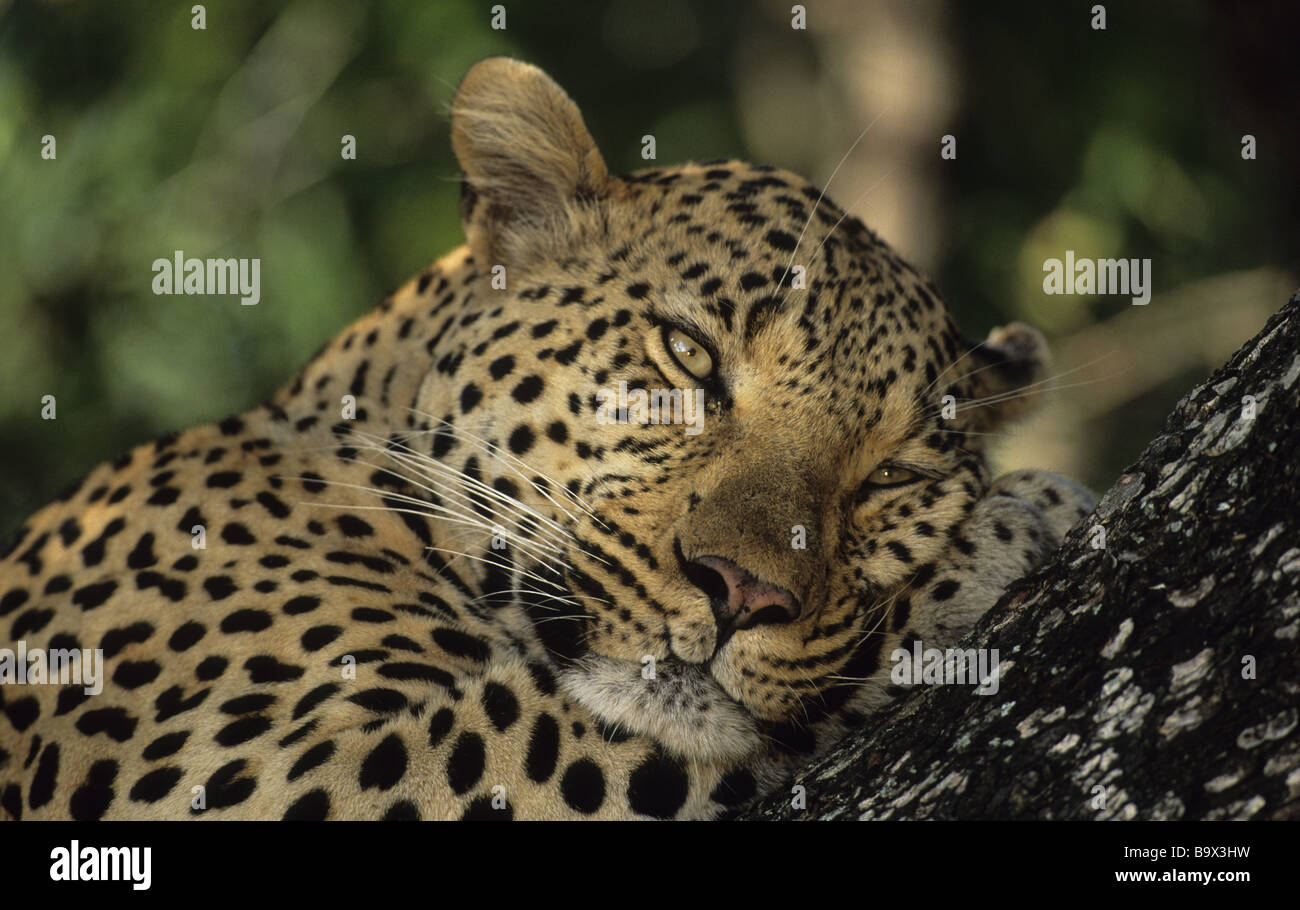 Sleepy leopards hi-res stock photography and images - Alamy