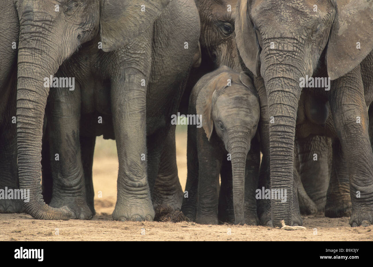 Herd african elephants protecting young hi-res stock photography and ...