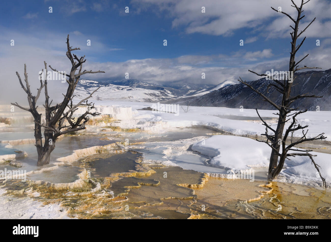 Dead trees and steaming travertine pools with snow at the Main Terrace ...