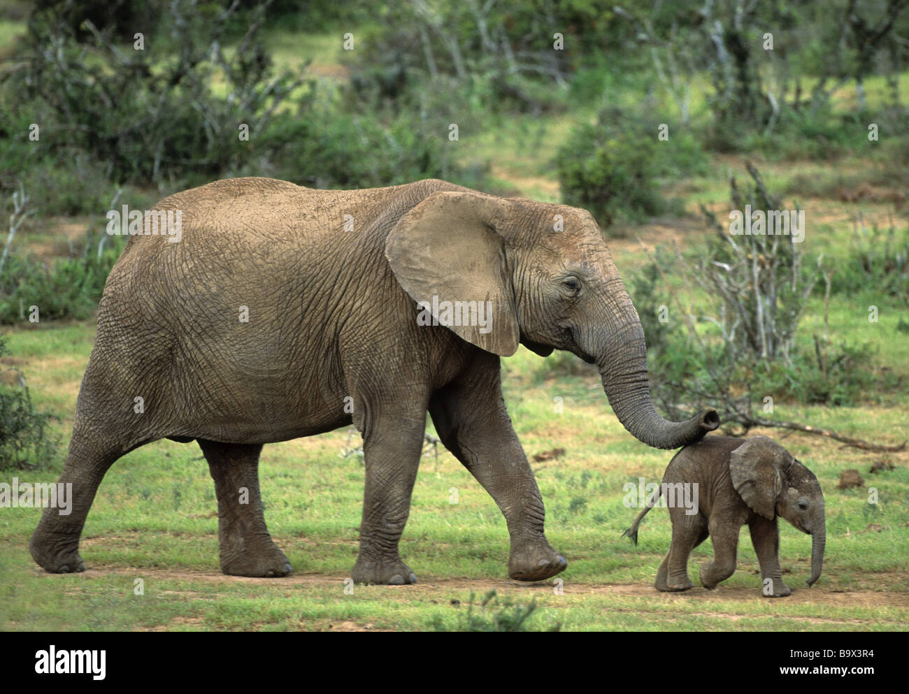Elephant cow touch calf hi-res stock photography and images - Alamy