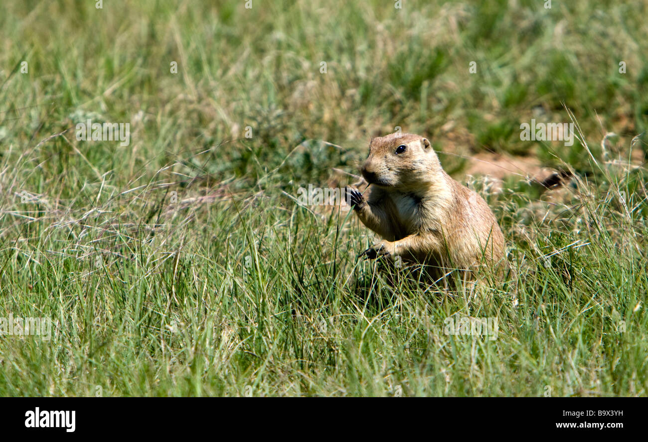 Prairie Dog Devils Tower rock monolith Black Hills Wyoming USA Stock ...