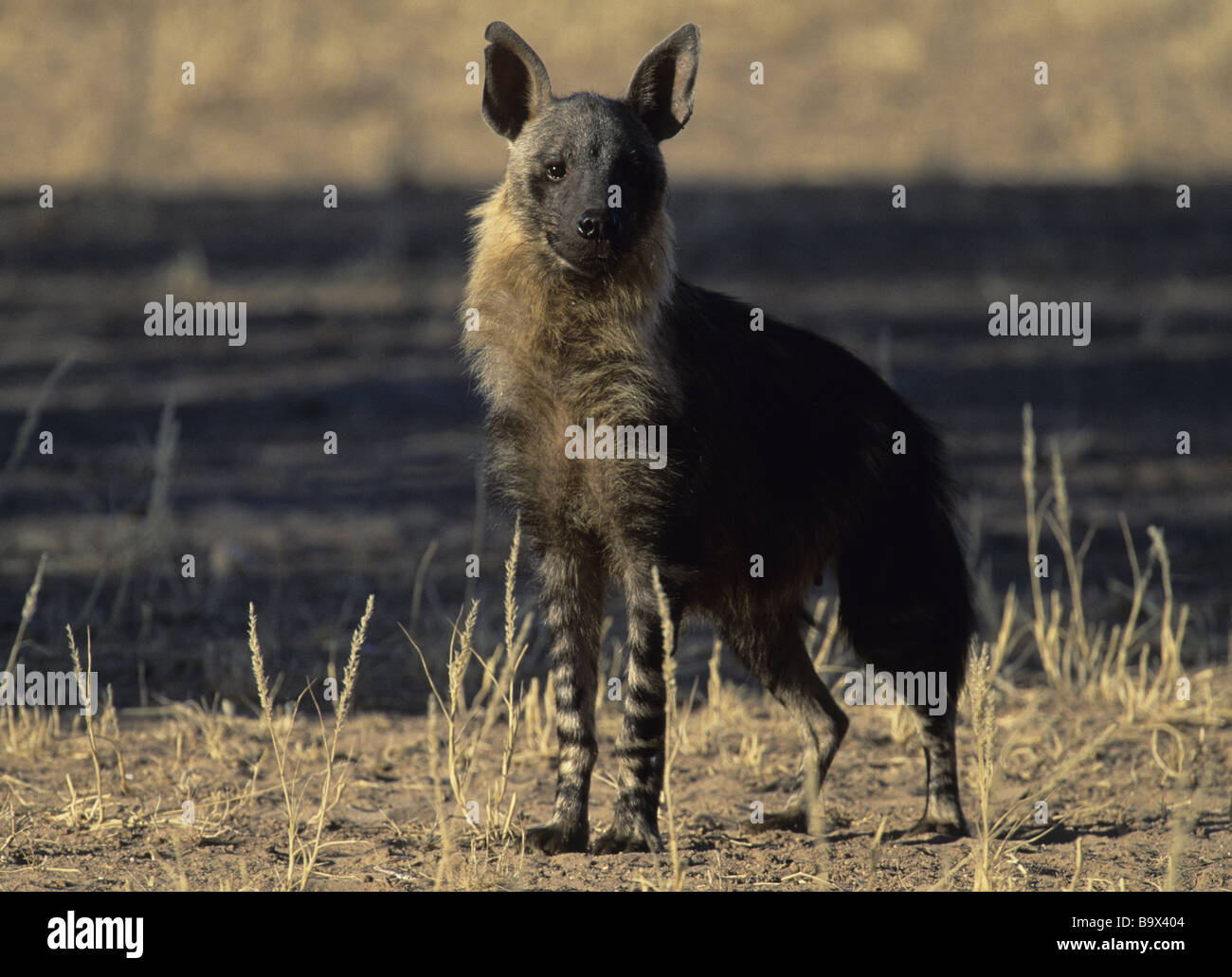 Strandwolf hi-res stock photography and images - Alamy