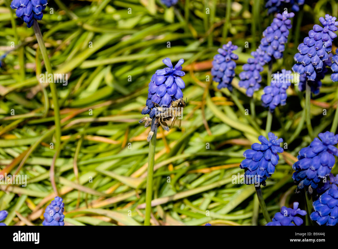 Blue Flowers - Romanticism - love and desire Stock Photo - Alamy