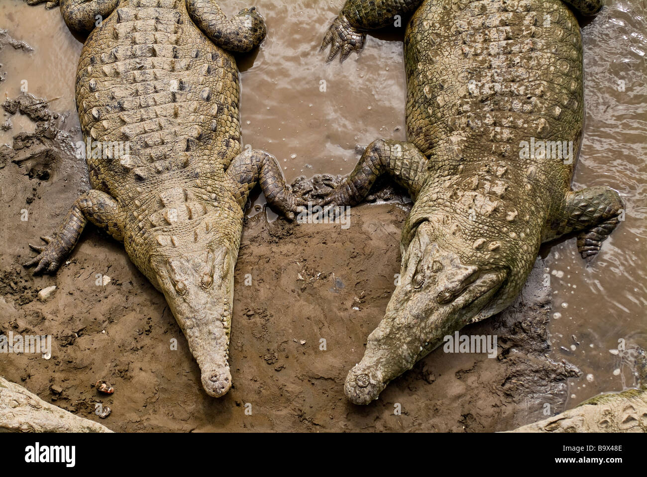 Pair of crocodiles hi-res stock photography and images - Alamy