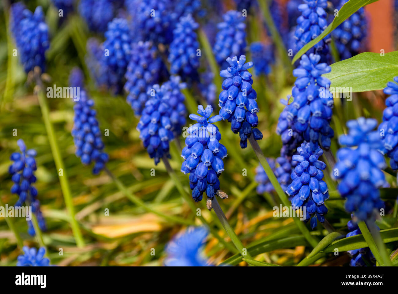 Blue Flowers - Romanticism - love and desire Stock Photo - Alamy