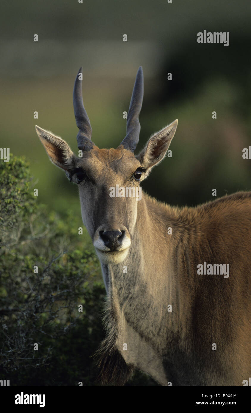 Elenantilope hi-res stock photography and images - Alamy