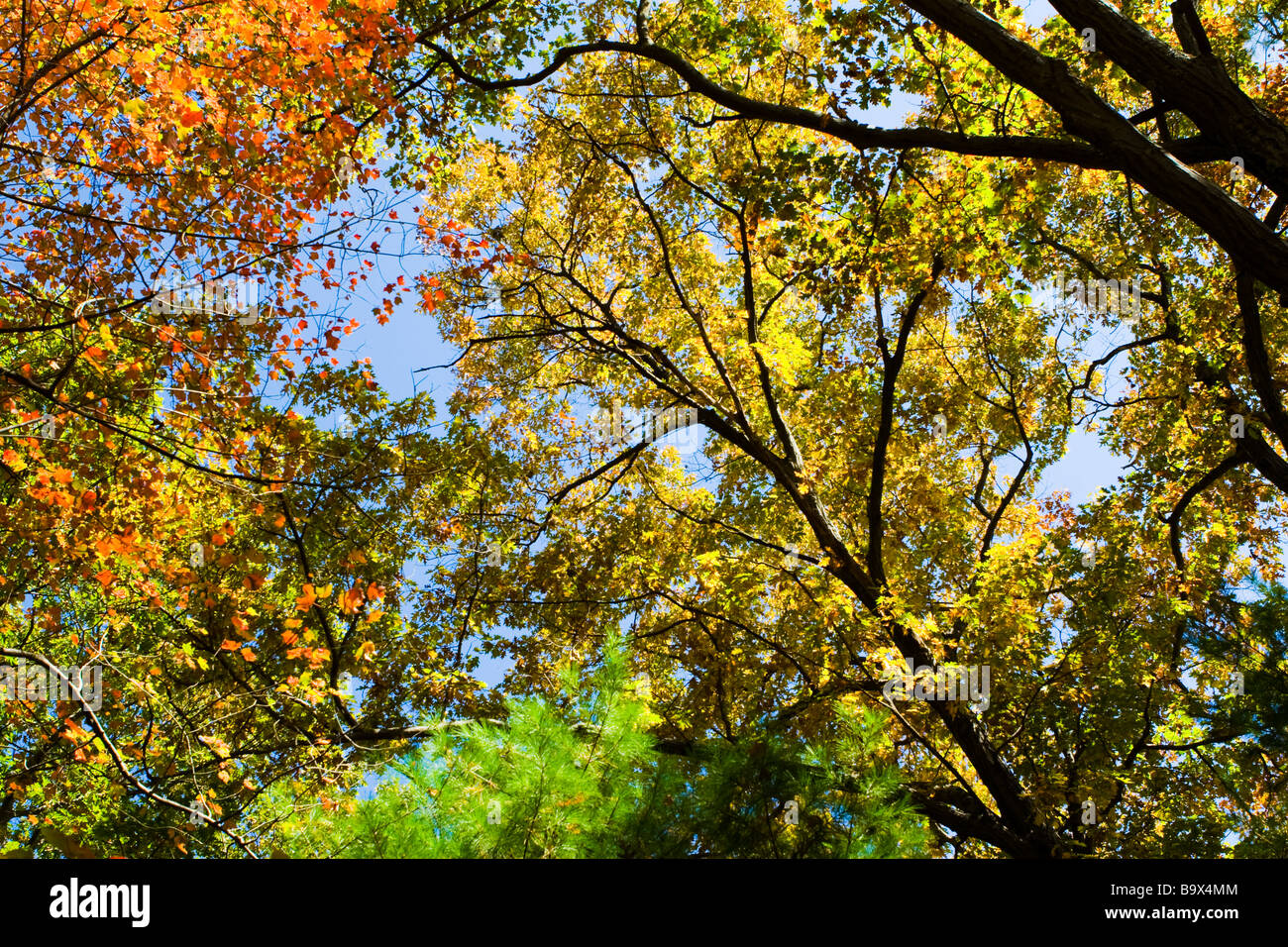 New england maple trees in fall hi-res stock photography and images - Alamy
