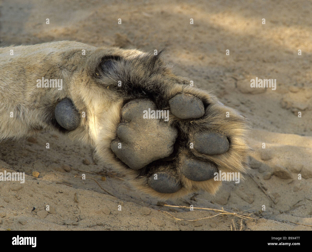 Digitigrade hi-res stock photography and images - Alamy