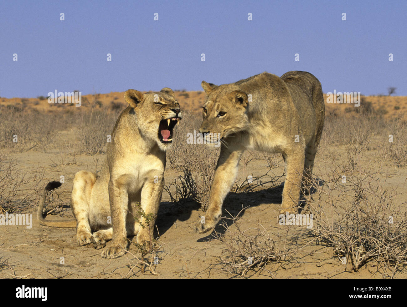 Digitigrade hi-res stock photography and images - Alamy