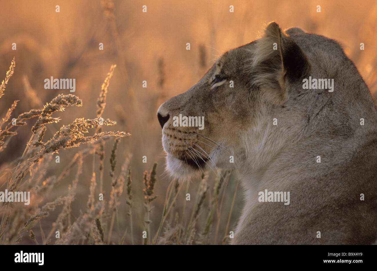 Digitigrade hi-res stock photography and images - Alamy