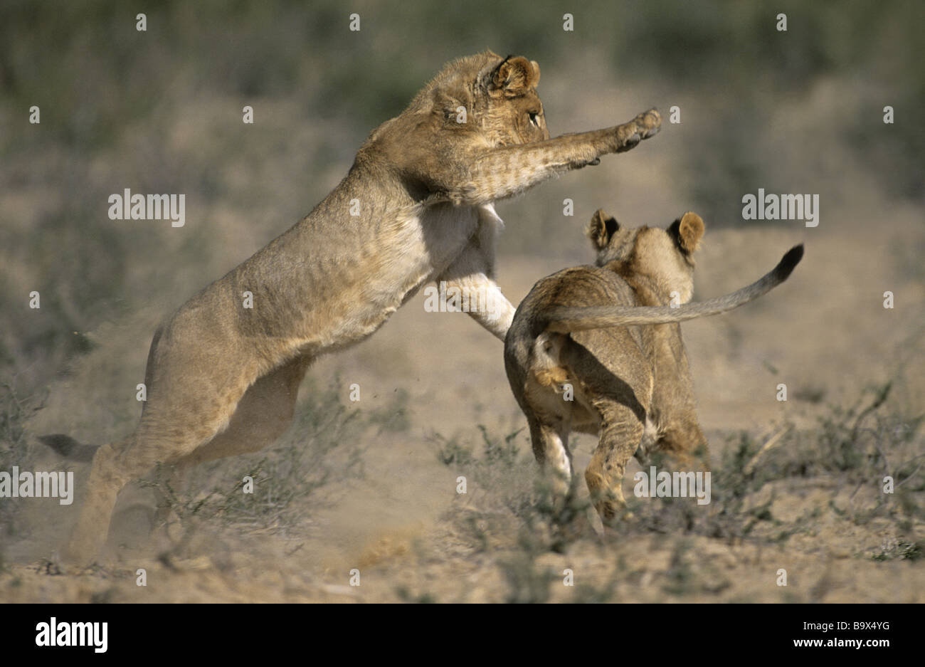 Digitigrade hi-res stock photography and images - Alamy