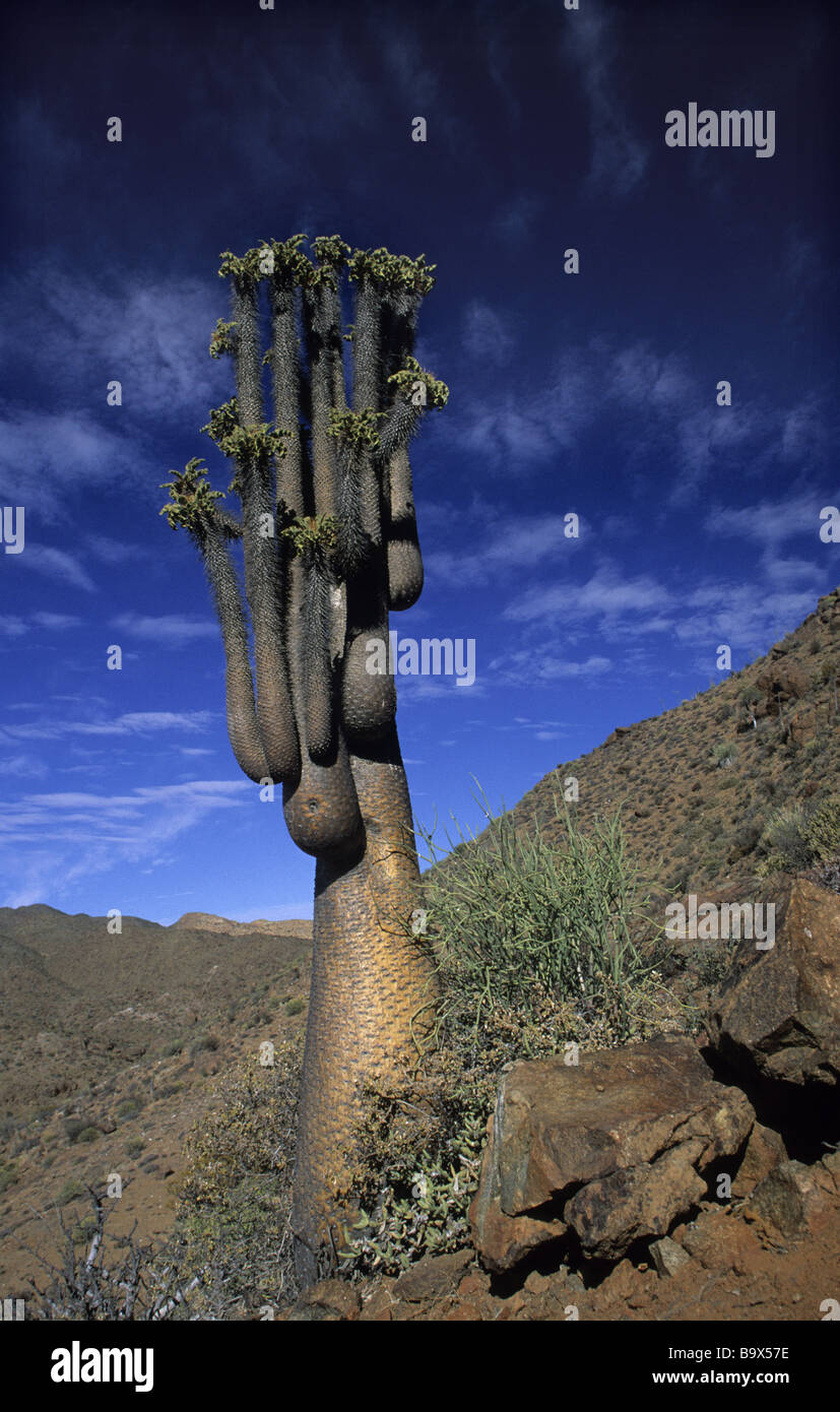 Richtersveld plants hi-res stock photography and images - Alamy